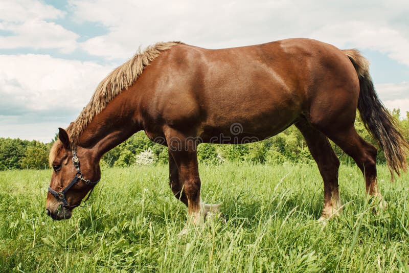 Bruin paard stock foto. Image of eenzaam, landbouwbedrijf - 36829508