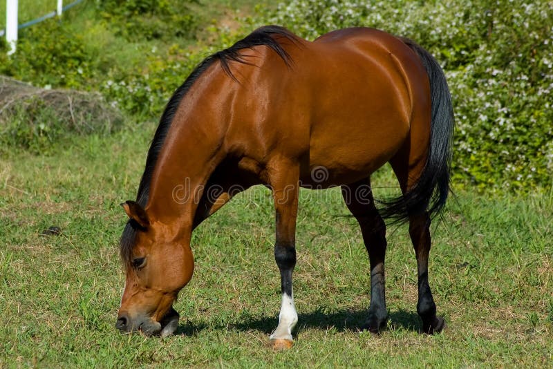 Bruin paard stock afbeelding. Image of bruin, landelijk - 4577645