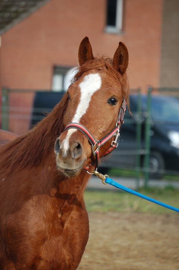 Bruin Paard stock afbeelding. Image of werk, nieuwsgierig - 4813439