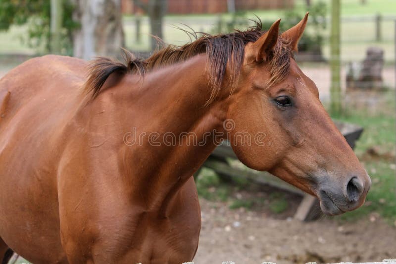 Bruin Paard stock foto. Image of gras, boerenerf, manen - 7480552
