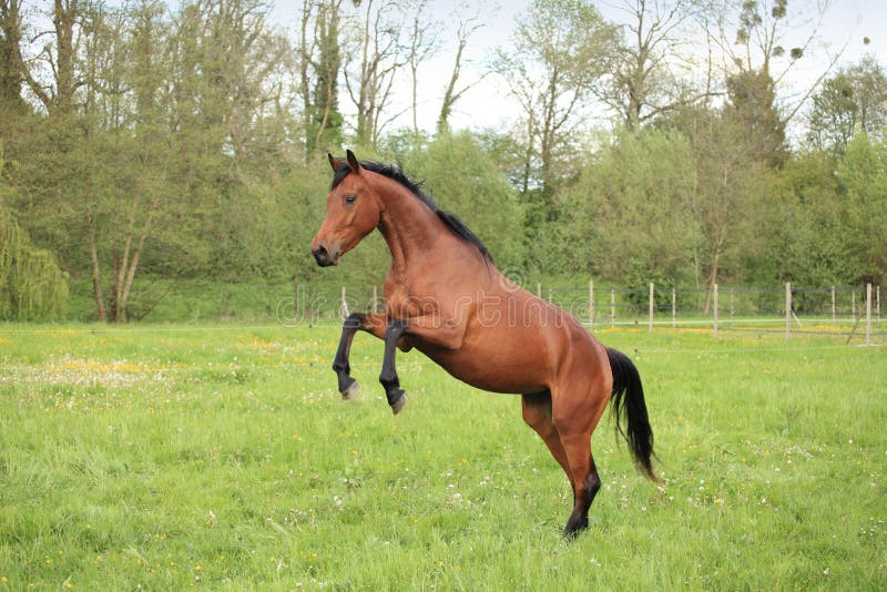 Bruin Paard Dat in Een Weide Steigert Stock Foto - Image of vrij, bruin ...