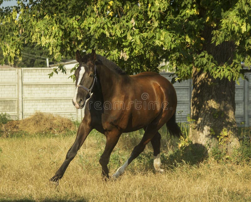 Het Rode Paard Met Lichte Manen En Witte Uitbarsting Op Het Hoofd ...
