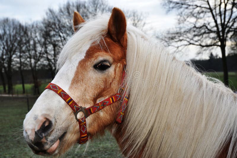 Bruin Paard Met Mooie Witte Manen Stock Foto - Afbeelding bestaande uit ...