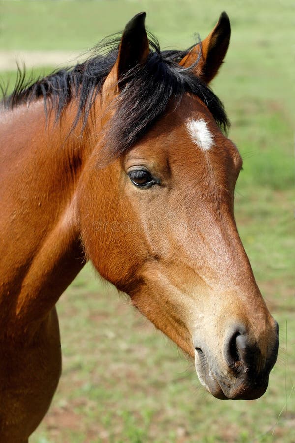 Bruin paard met witte vlek stock afbeelding. Image of bruin - 8423401