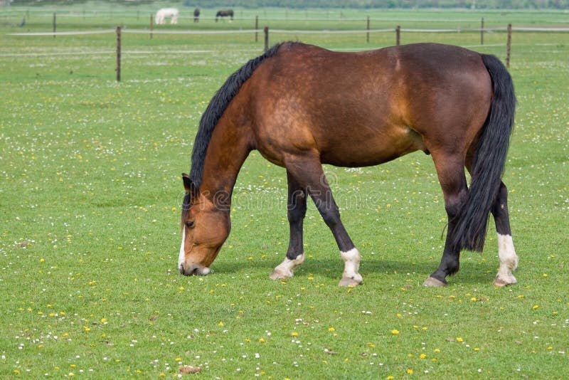 Bruin paard op weiland stock foto. Image of eten, edel - 9581036