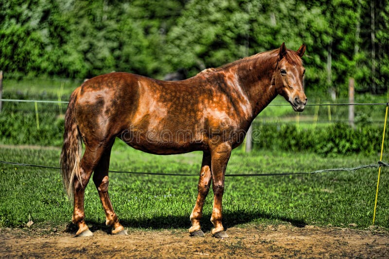 Bruin paard in weiland stock afbeelding. Image of kastanje - 14616861