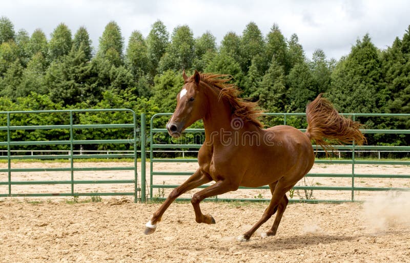 Bruin wild paard stock foto. Image of activiteit, landbouw - 37094758