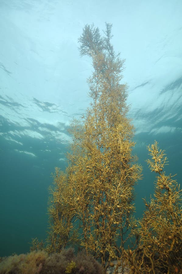 Bruin zeewier stock afbeelding. Image of zeewier, baai - 65099067