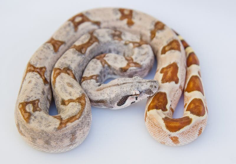 Bruine Bevlekte Exotische Slang Stock Afbeelding - Image of reptiel ...