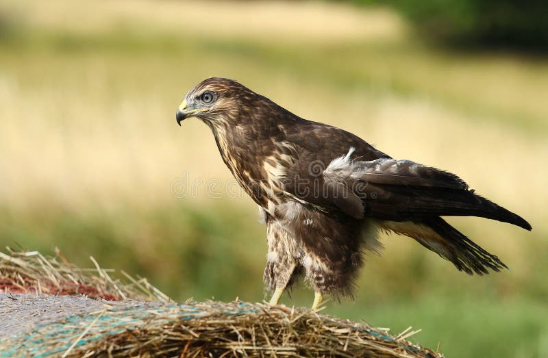 Buizerd stock afbeelding. Image of veer, moordenaar, naughty - 44971585