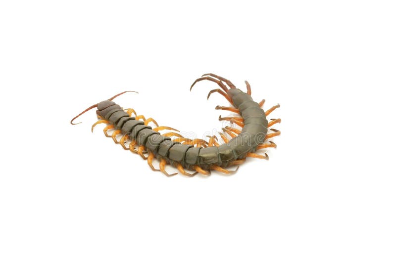 Bruine duizendpoot stock foto. Image of rupsband, insect - 39709680