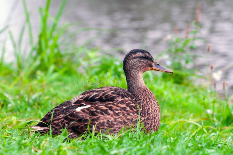 Kleine Bruine Eendzitting Op Het Gras Stock Foto - Afbeelding bestaande ...