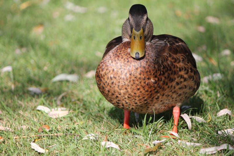 Bruine eend en gras stock foto. Image of houten, gravure - 18480274