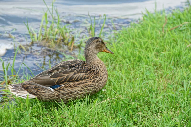 Bruine Eend En Kleine Eendjes Op De Kust in Het Gras Dichtbij Het Water ...