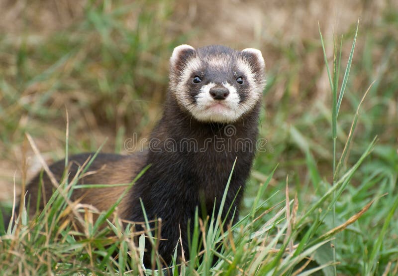 Bruine en Witte Wezel stock afbeelding. Image of bakkebaarden - 16218485
