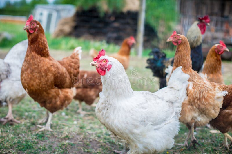 Twee witte kippen stock afbeelding. Image of kuikens, landbouwers - 613343