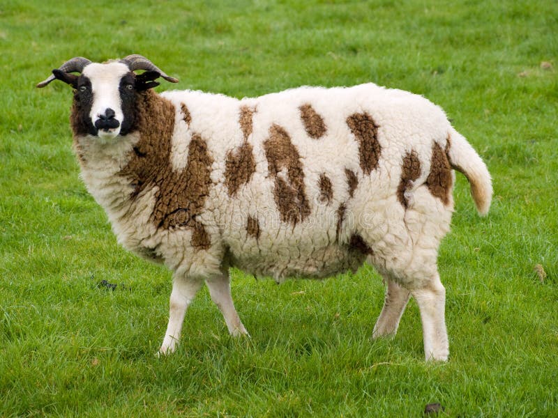 Witte Schapen Die Gras Op Het Gebied Door Het Bos Binnenlandse Lam in ...