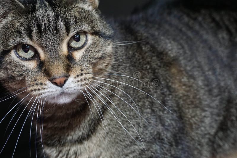 Bruine En Zwarte Binnenlandse Kat Met Lange Bakkebaarden Stock Foto ...