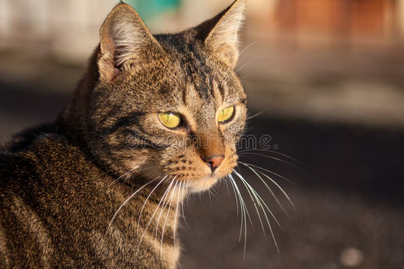 Bruine en zwarte kat stock afbeelding. Image of gras - 47809401