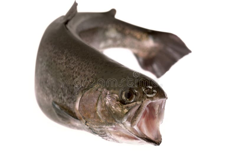 Bruine forel stock foto. Image of zwem, vers, roofdier - 17630810