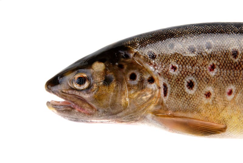 Bruine forel stock afbeelding. Image of forel, stroom - 25605505
