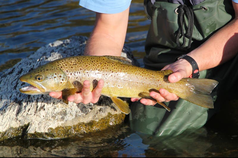 Wilde Bruine Forel Gevangen in Oost-Oregon Stock Foto - Image of forel ...