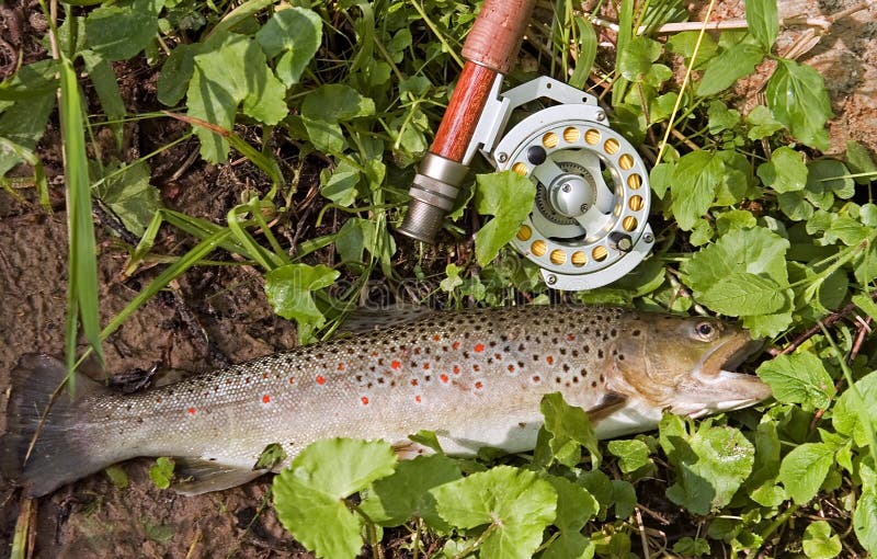 Bruine forel stock foto. Image of vissen, visserij, sporten - 5281314