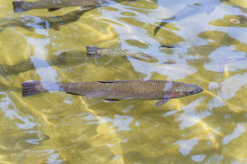 Bruine forel stock foto. Image of openlucht, aquicultuur - 62950542