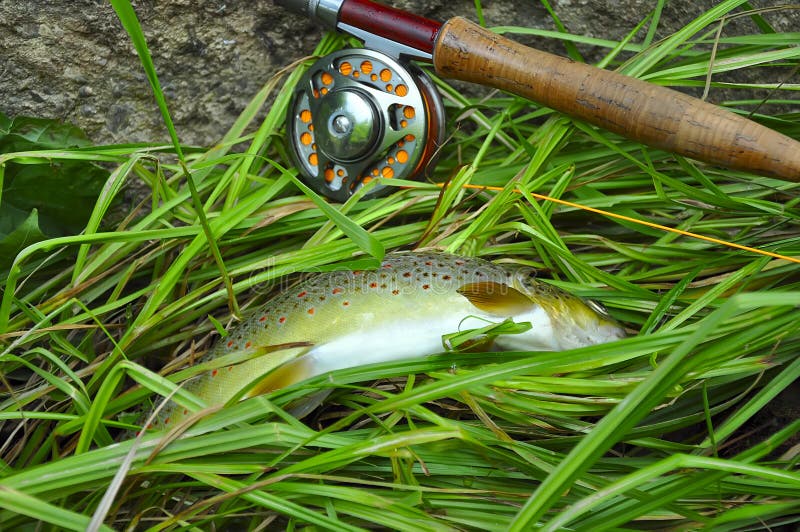 Bruine forel met staaf stock foto. Image of haak, koude - 25341136