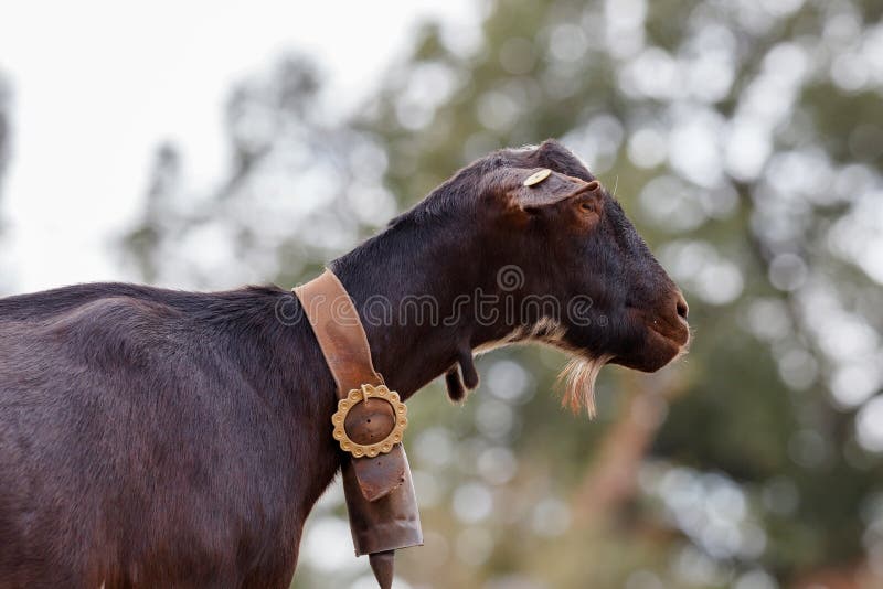 Bruine Geit in Het Platteland Stock Foto - Image of geit, mooi: 117654732