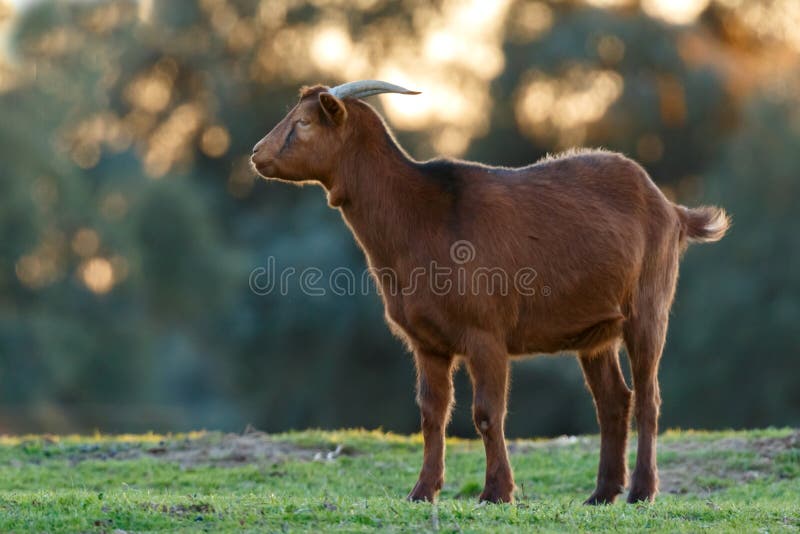 Bruine Geit in Het Platteland Stock Foto - Image of geit, mooi: 117654732