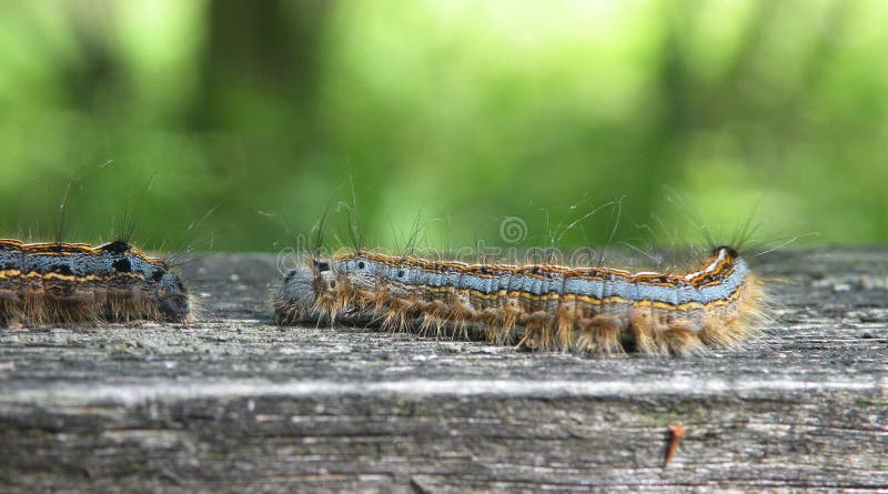 Bruine Harige Rupsband, Litouwen Stock Foto - Image of worm, macro ...