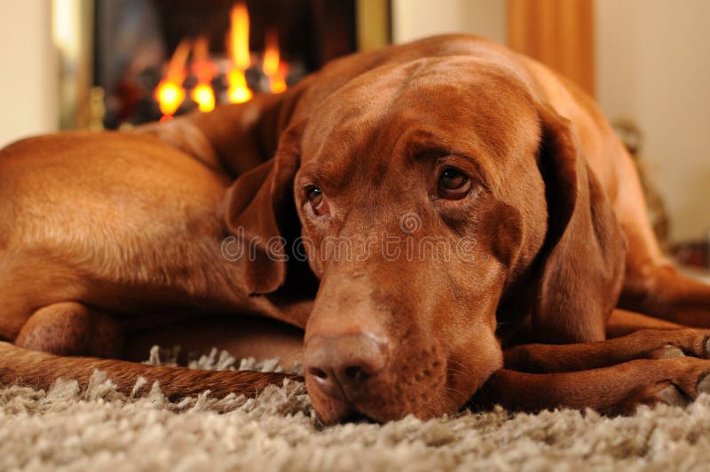 Bruine Hond Voor De Brandplaats Stock Afbeelding - Afbeelding bestaande ...