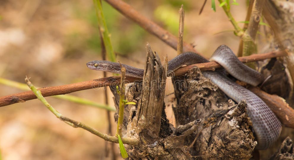Bruine Huisslang Op Een Boomstam Stock Afbeelding - Image of kenia ...