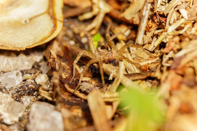 Bruine Huntsman Spin Ter Plaatse Stock Afbeelding - Image of jager ...