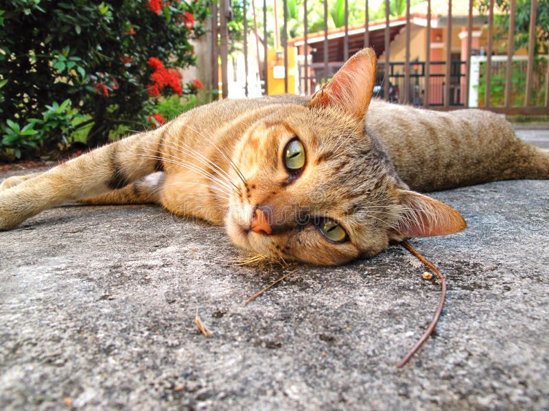 Bruine kat stock afbeelding. Image of één, uitziend - 103922927