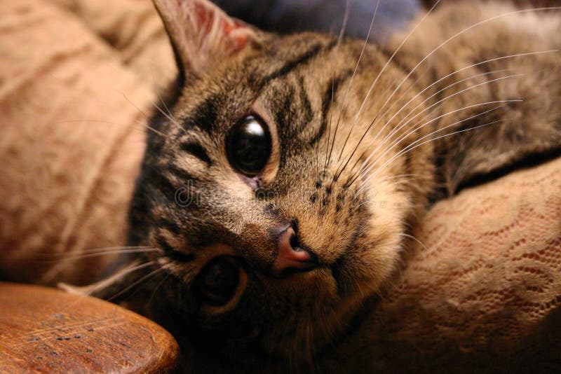 Bruine kat stock foto. Image of grijs, grappig, geliefd - 691404