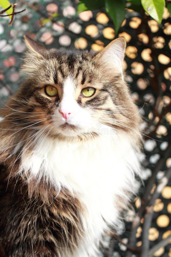 Bruine Kat Van Siberisch Ras, Mannetje Stock Afbeelding - Image of ...