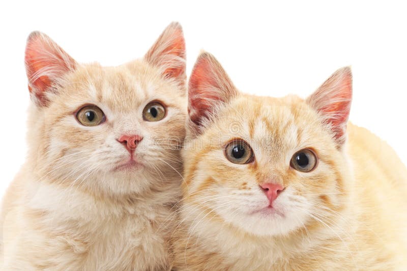 Twee bruine katten stock afbeelding. Image of bang, betrouwbaarheid ...