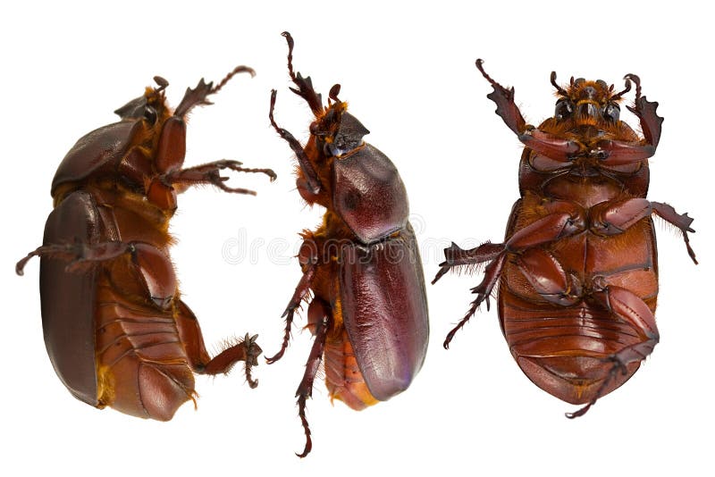 Bruine kever op kostuum stock afbeelding. Image of dier - 72908557