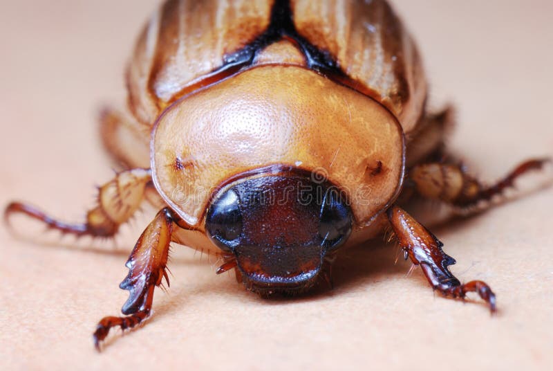 Bruine Kever stock afbeelding. Image of uitrekken, materiaal - 15687885