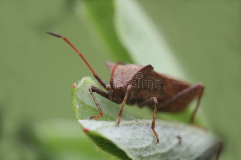 Bruine Kever Op Het Groene Bladclose-up Stock Foto - Image of nave ...