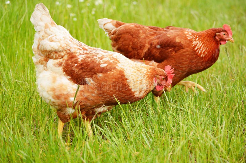 Bruine kip in gras stock afbeelding. Image of dier, land - 31537189