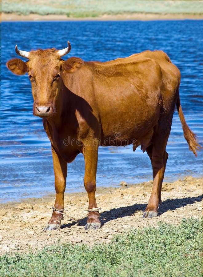 Vette koe stock afbeelding. Image of runder, gewas, gebied - 3197865