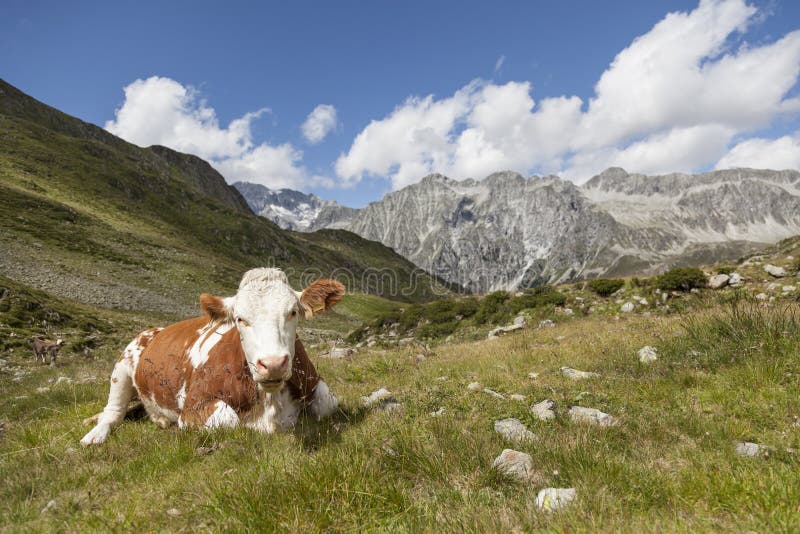 Bruine Koe Die Op Bergweiland Rust. Stock Foto - Image of landschap ...