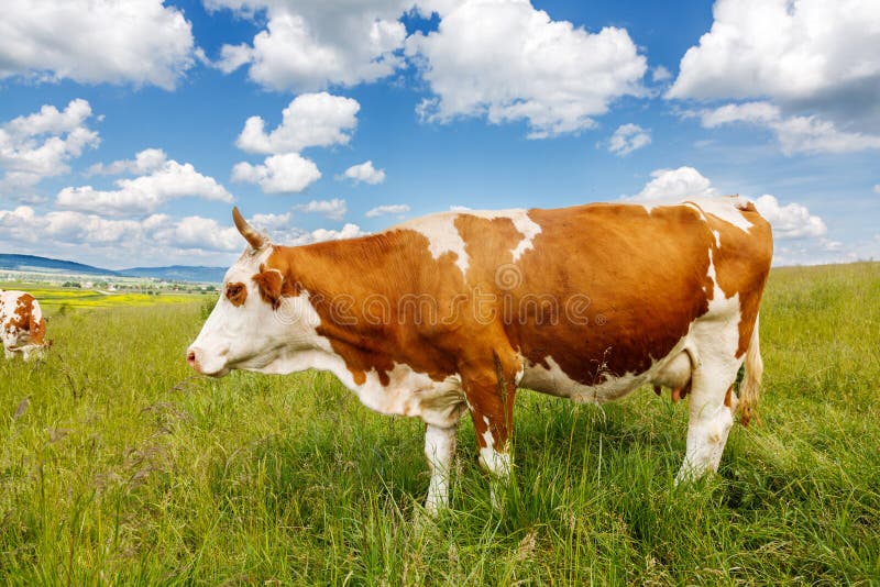 Het Gevlekte Koe Weiden Op Het Gebied Stock Foto - Image of eten, weid ...