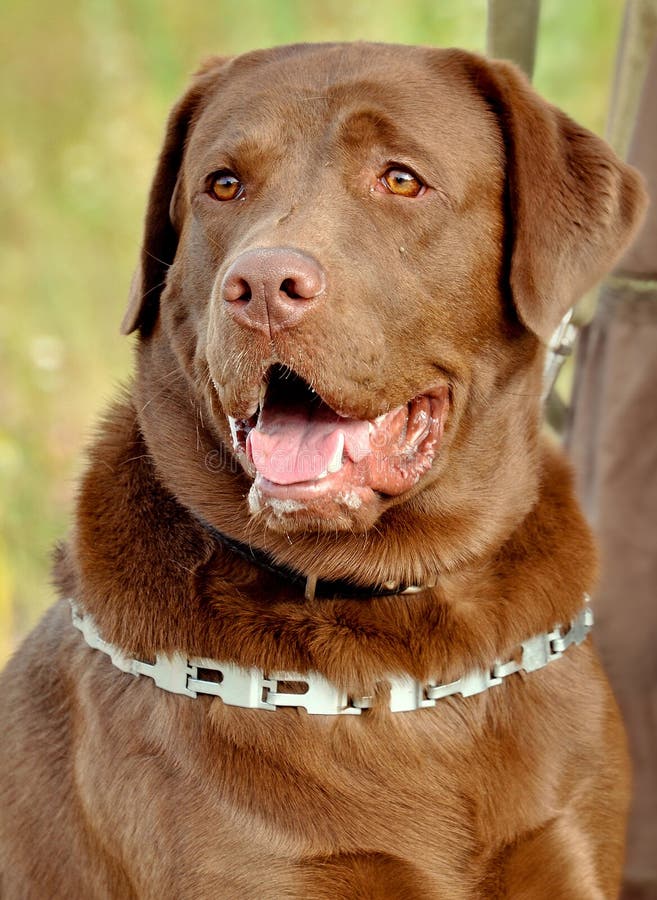 Bruin Labrador in profiel stock afbeelding. Image of hond - 34045821