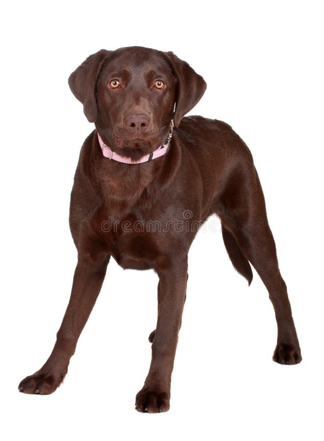 Bruine Labrador hond stock afbeelding. Image of uitziend - 13187149