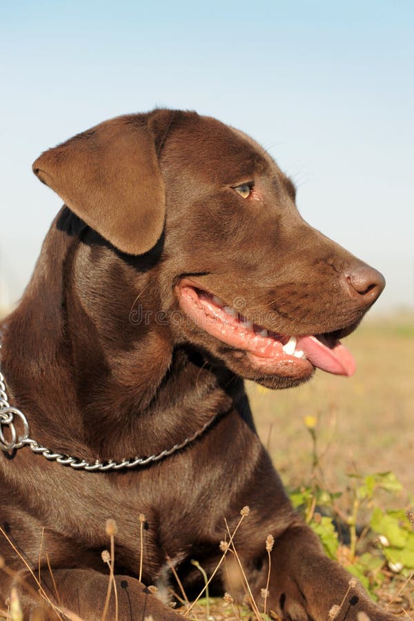 Bruine Labrador retriever stock afbeelding. Image of bruin - 21429215
