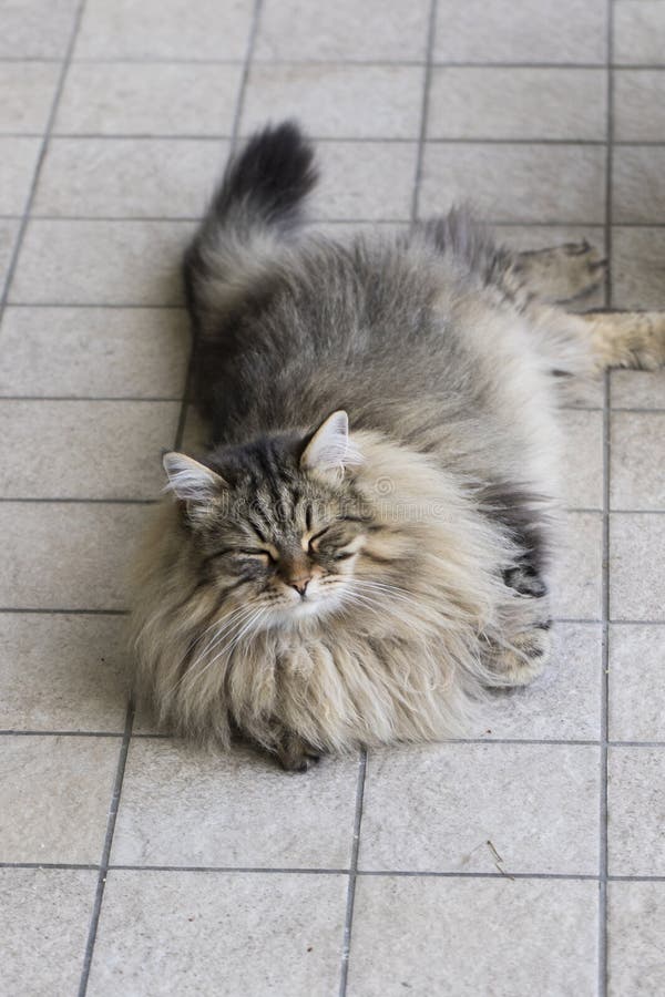 Langharige Kat Van Siberisch Ras in De Tuin, Bruine Gestreepte Kat ...